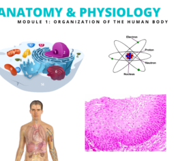 Anatomy & Physiology I (Complete Bundle) – A.Me Courses