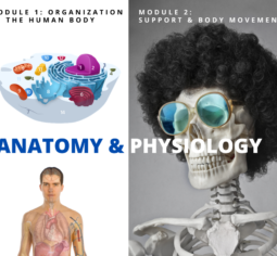 Anatomy & Physiology I (Complete Bundle) – A.Me Courses